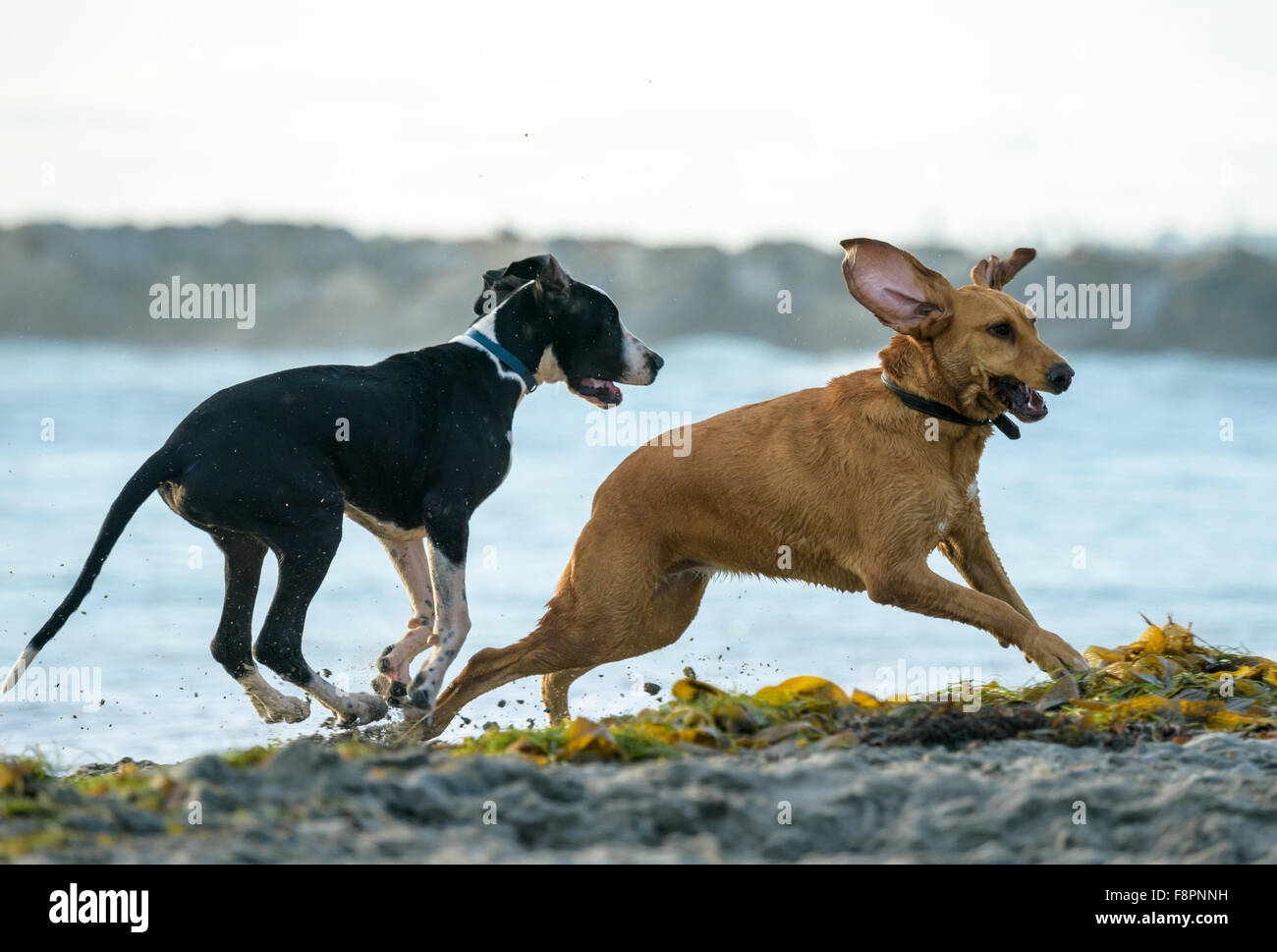 Dogs play, run and splash on Ocean Beach, CA shoreline Stock Photo - Alamy