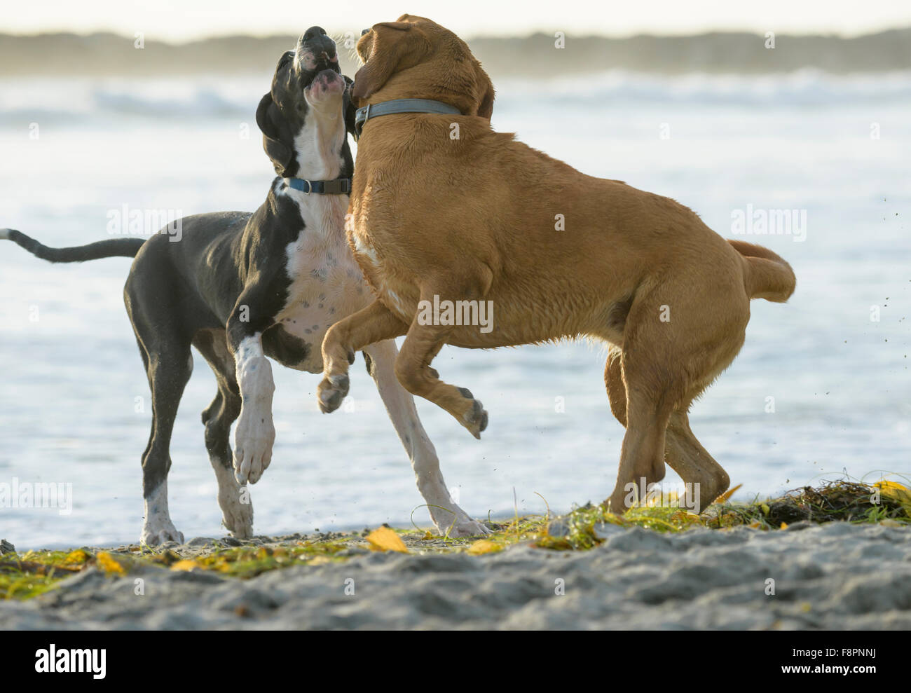 Dogs play, run and splash on Ocean Beach, CA shoreline Stock Photo - Alamy