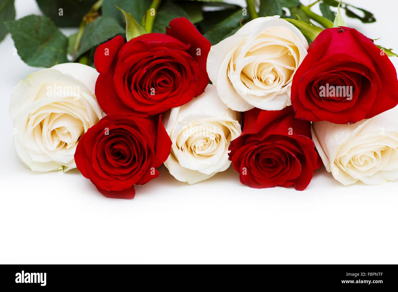 Red and white roses isolated on white Stock Photo - Alamy