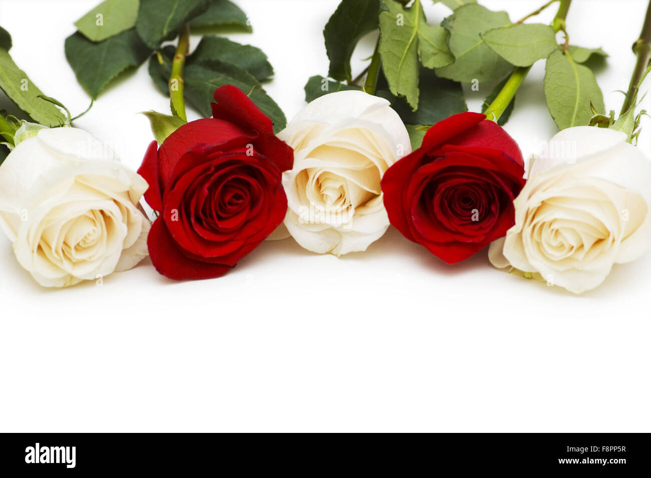Red and white roses isolated on white Stock Photo - Alamy