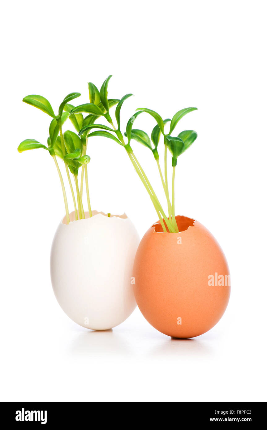 New life concept with seedling and egg on white Stock Photo - Alamy