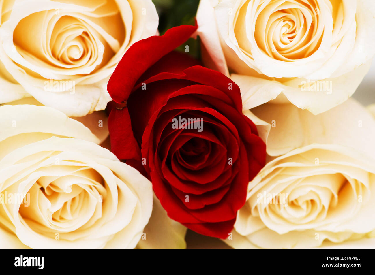 Red and white roses isolated on white Stock Photo - Alamy