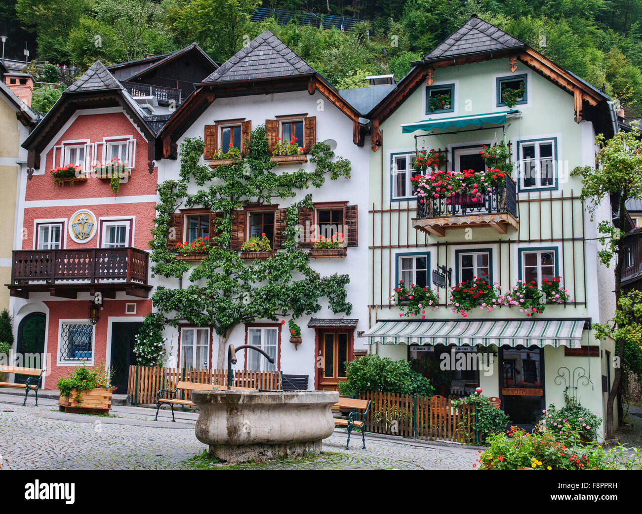Espalier Tree, Spalierbaum, at Marktplatz village square in Hallstatt ...