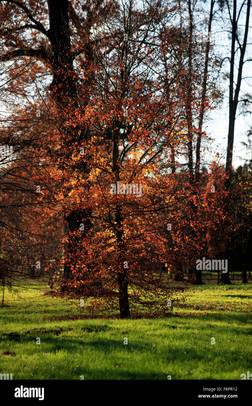 A backlit tree in Autumn foliage in the gardens of the Petit Trianon ...