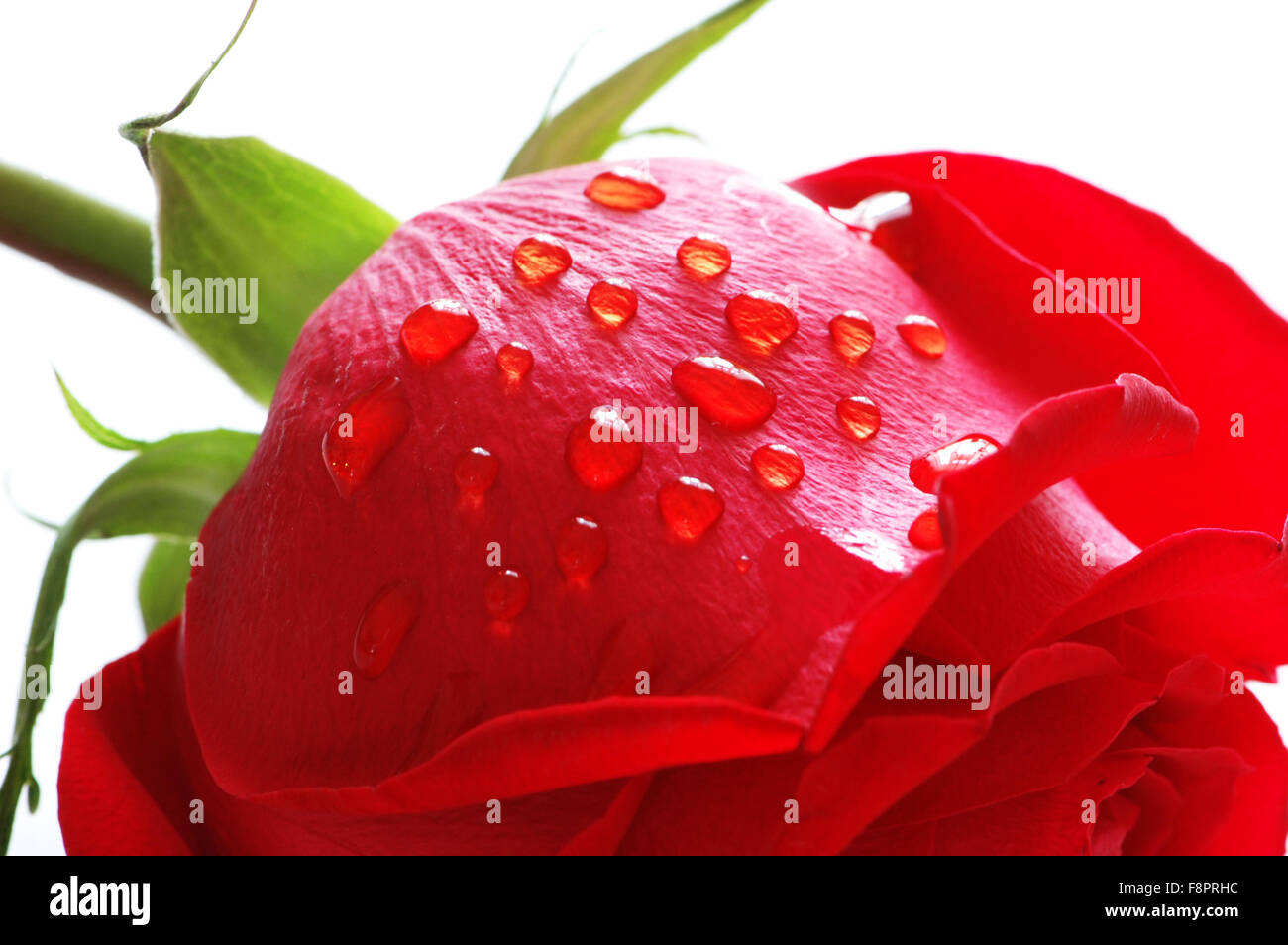 Rose with water drops isolated on white Stock Photo - Alamy