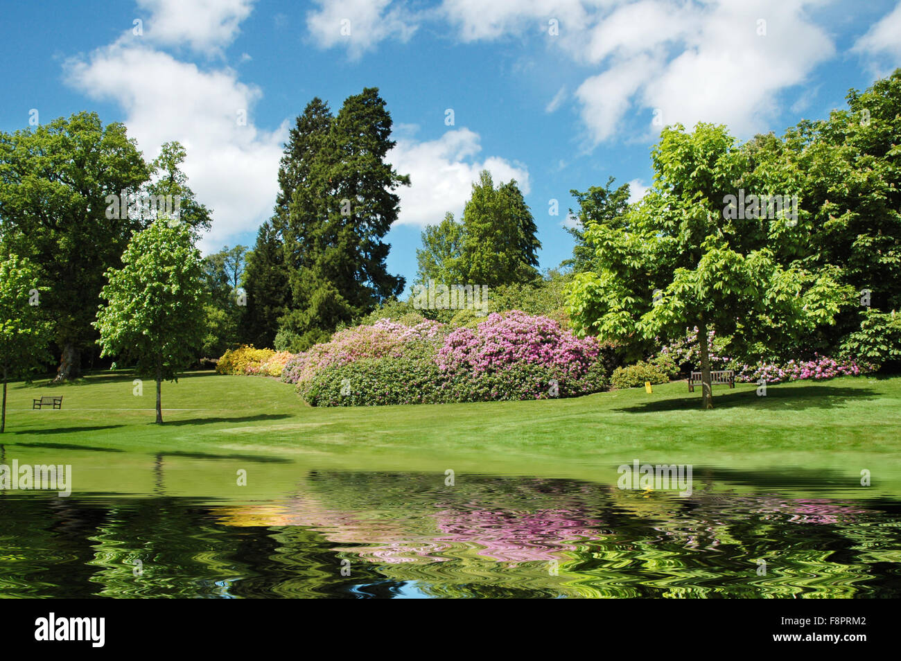 Trees and lawn near a small pond Stock Photo - Alamy