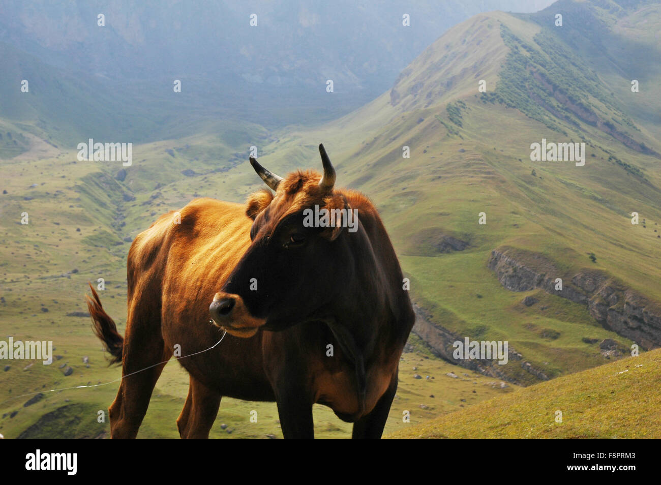 Bull at the top of the mountain Stock Photo - Alamy