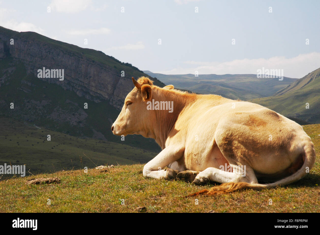 Calf top hill in hi-res stock photography and images - Alamy