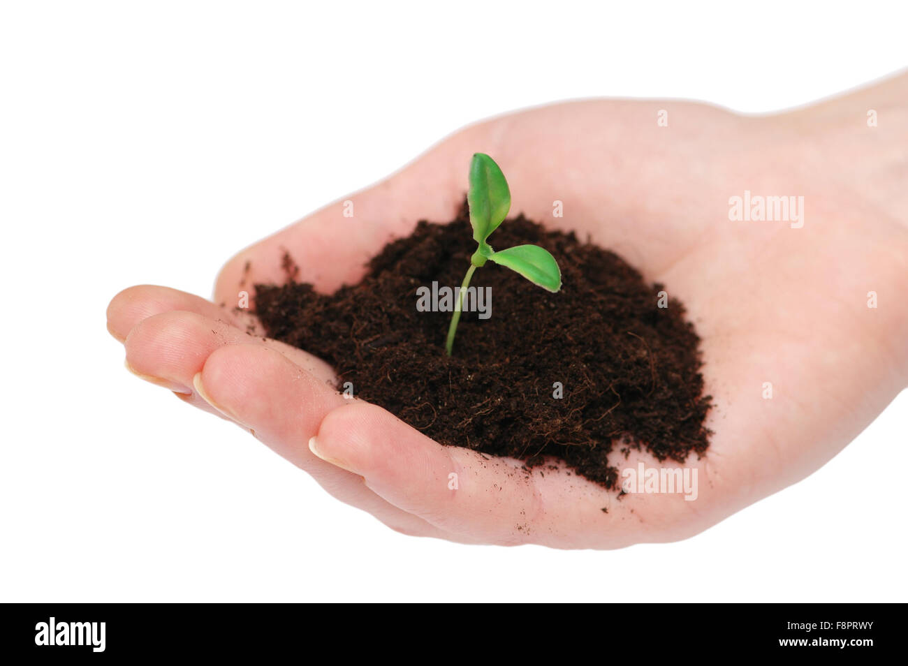 Hands holding seedling isolated on white background Stock Photo - Alamy