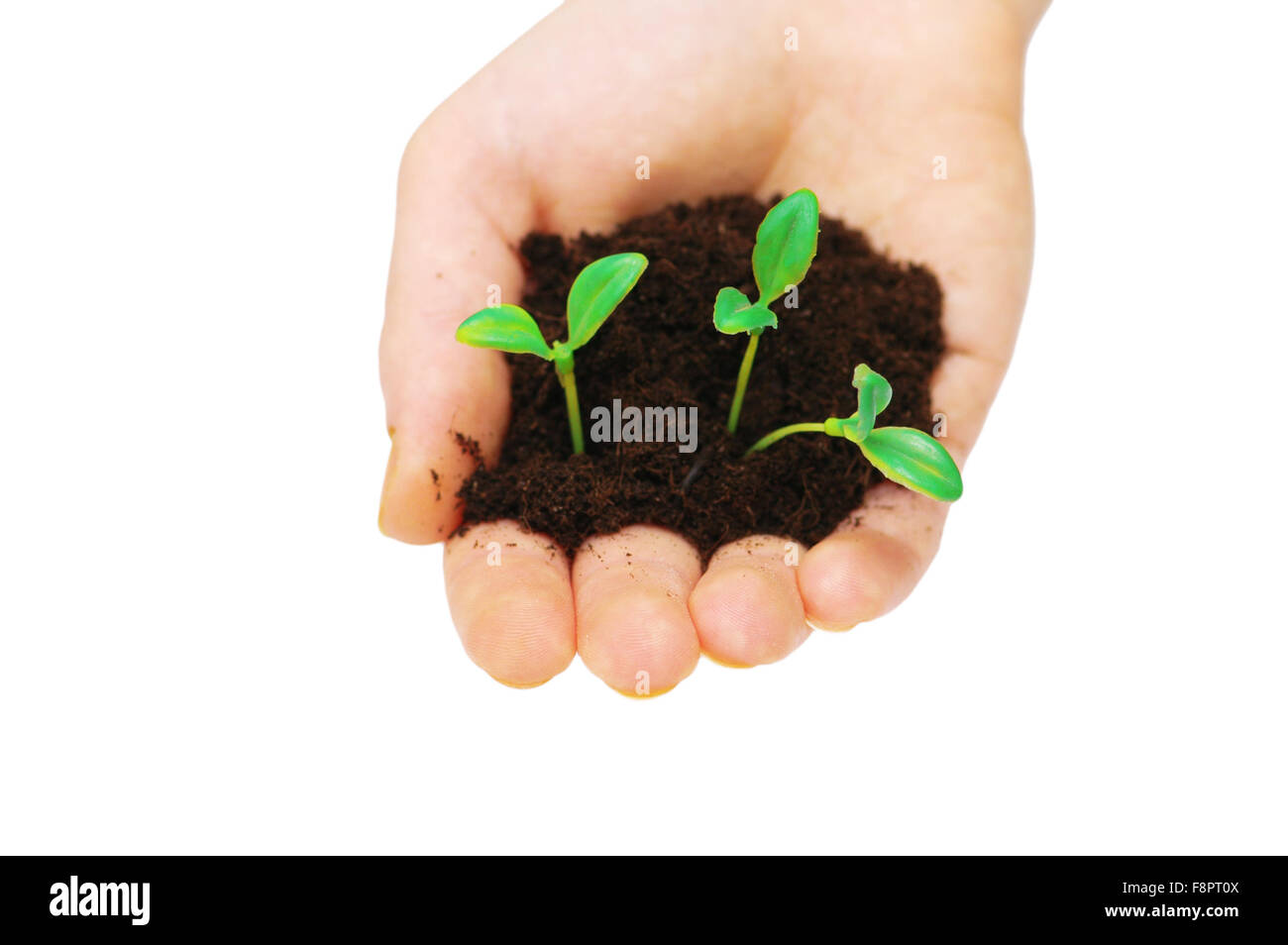 Hands holding seedlings isolated on white background Stock Photo - Alamy