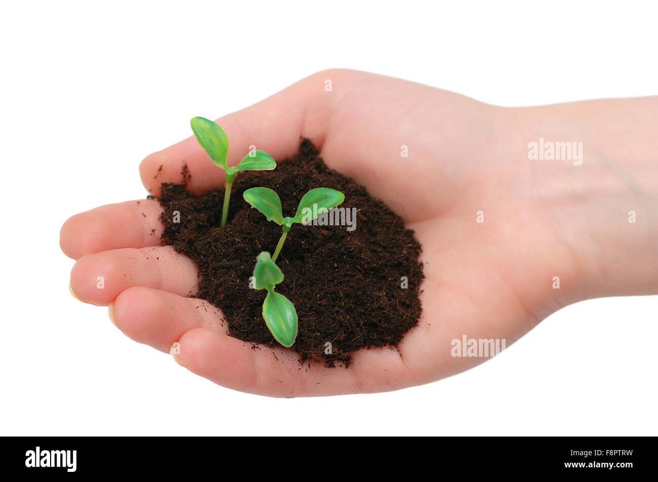 Hands holding seedling isolated on white background Stock Photo - Alamy