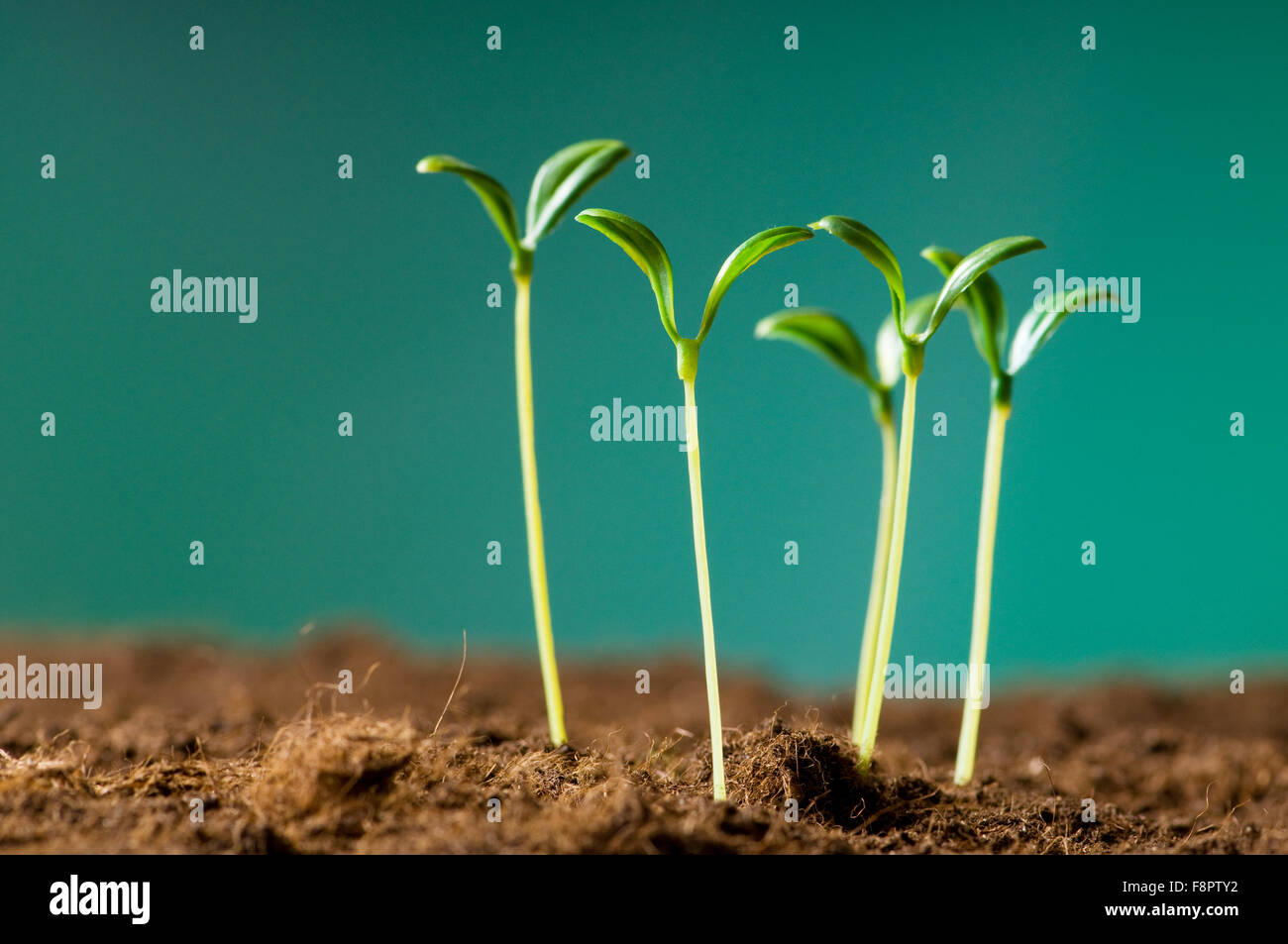 Green seedling illustrating concept of new life Stock Photo - Alamy
