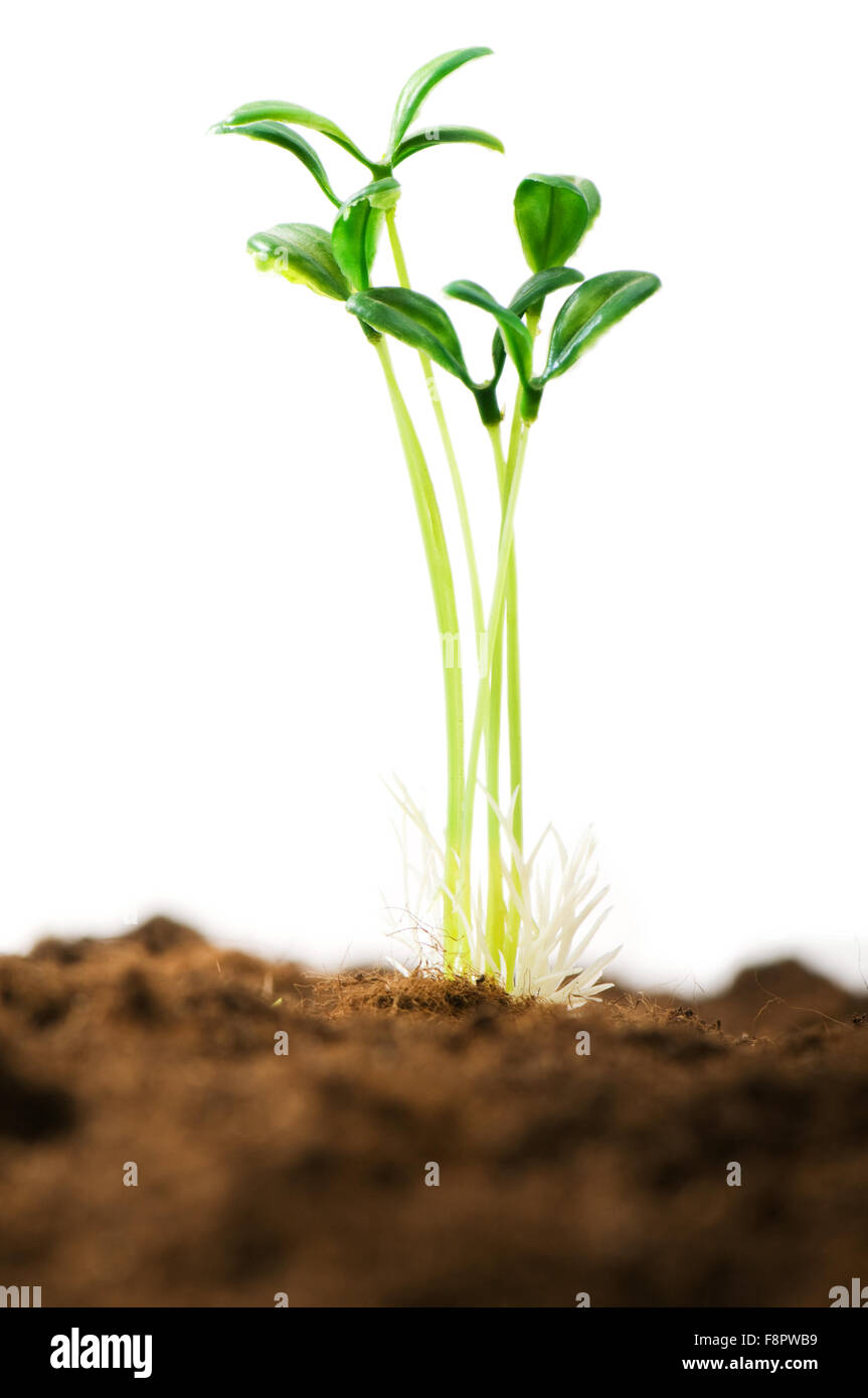Green seedling illustrating concept of new life Stock Photo - Alamy
