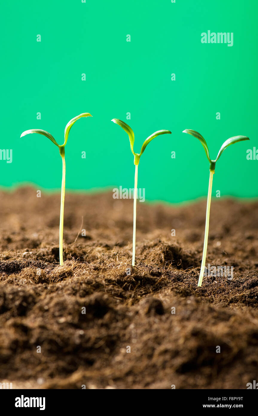 Green seedling illustrating concept of new life Stock Photo - Alamy