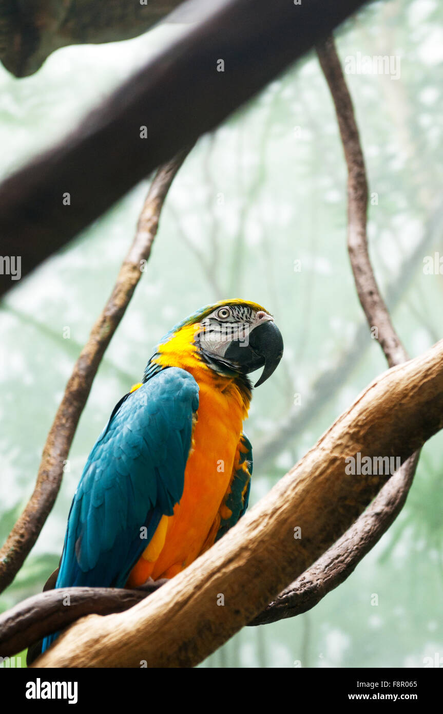 Colourful parrot bird sitting on the perch Stock Photo - Alamy