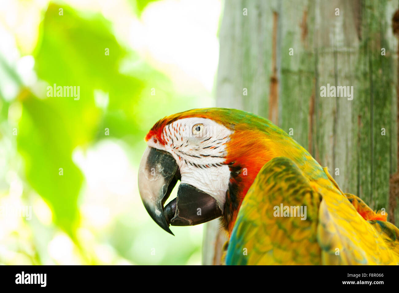 Colourful parrot bird sitting on the perch Stock Photo - Alamy