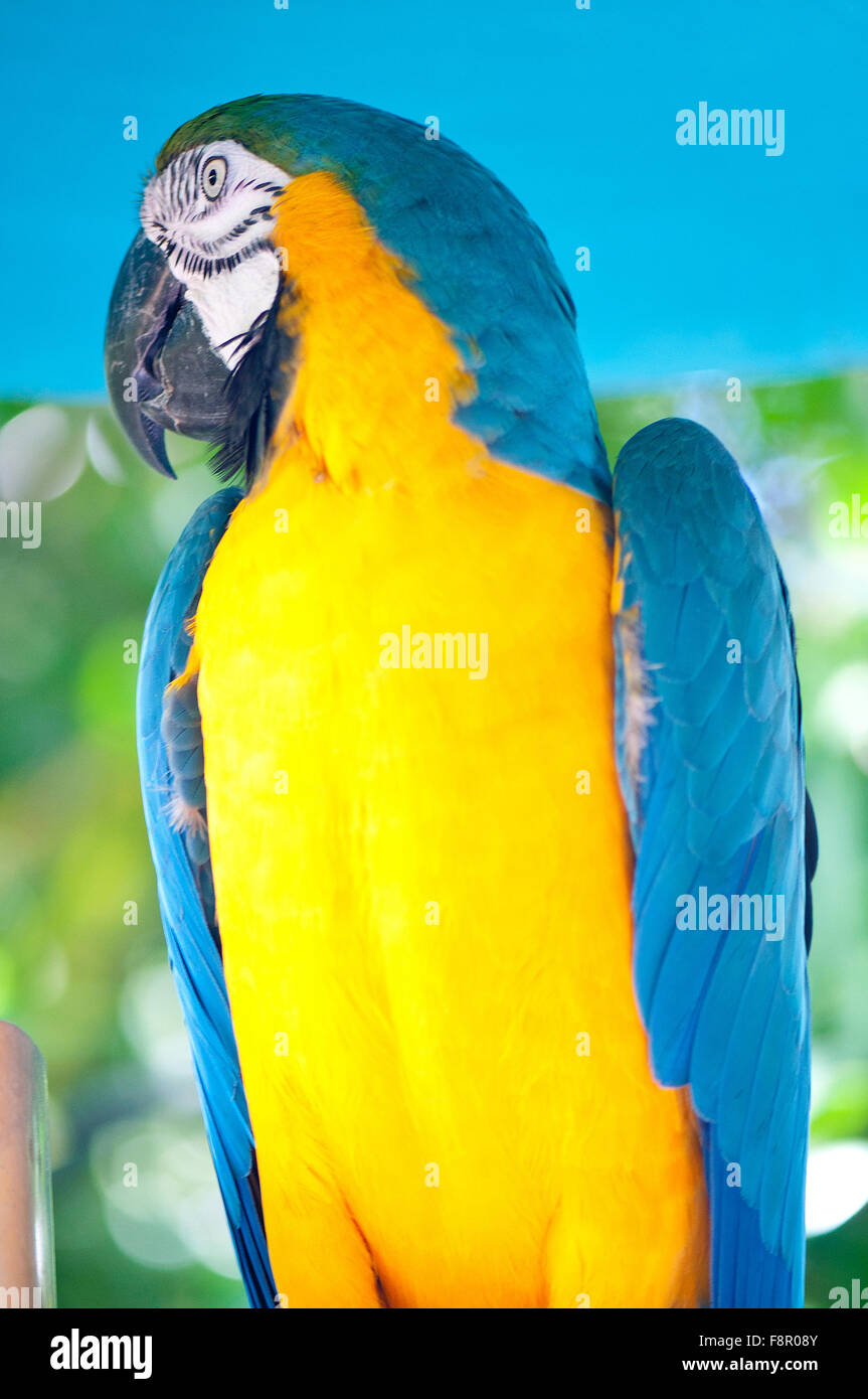 Colourful parrot bird sitting on the perch Stock Photo - Alamy