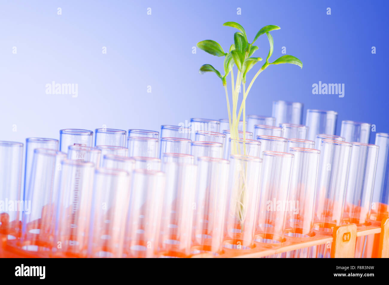 Lab experiment with green seedlings Stock Photo - Alamy