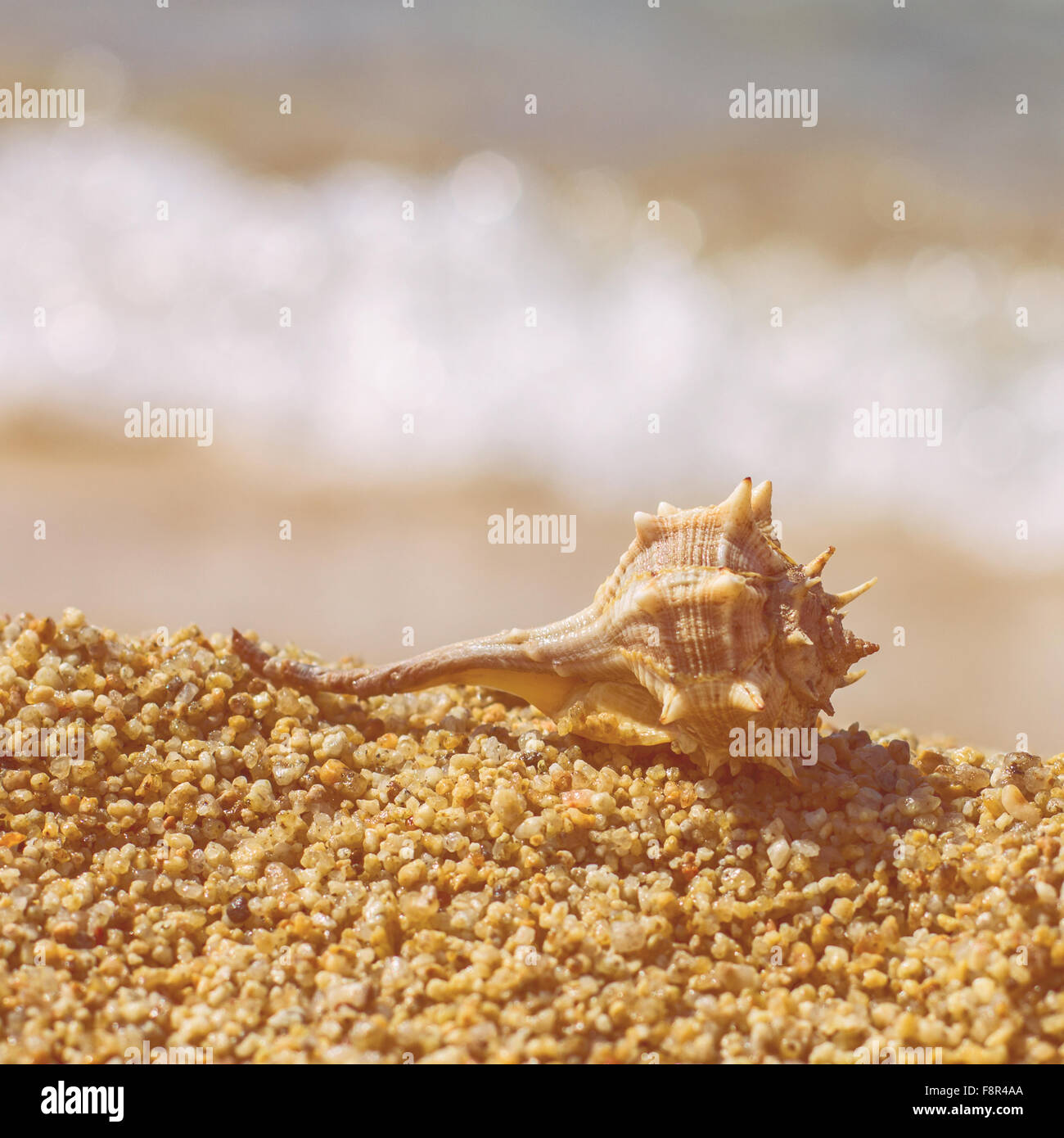 Sea Shell on the sandy beach Stock Photo - Alamy