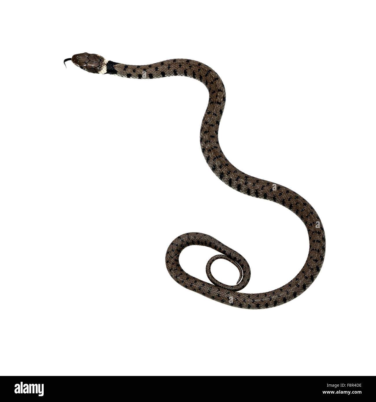 Snake White Background