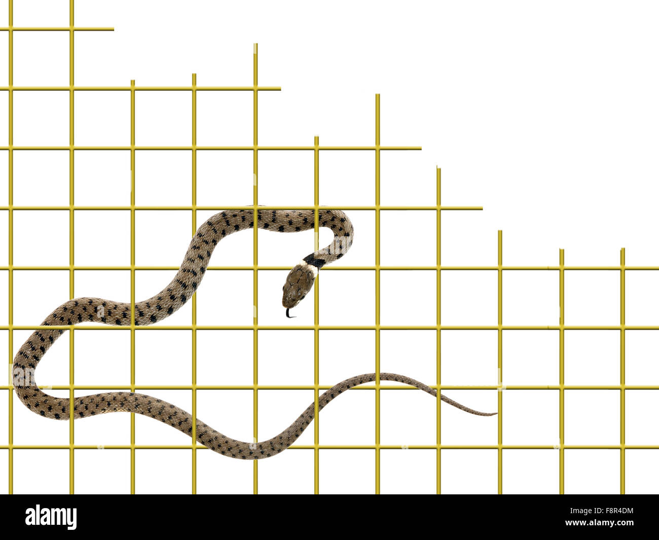 Snake fence hi-res stock photography and images - Alamy
