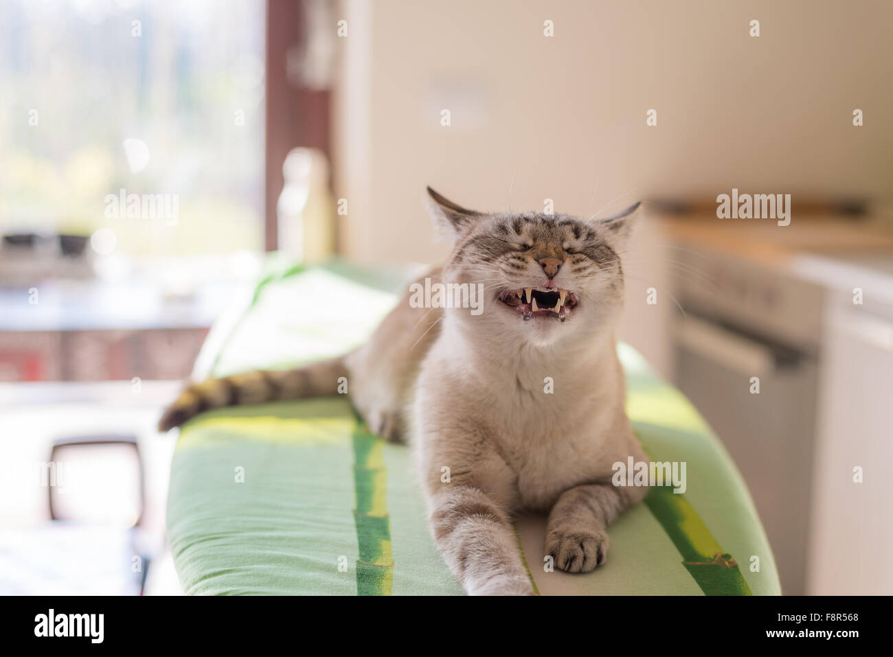 Snarling cat hi-res stock photography and images - Alamy