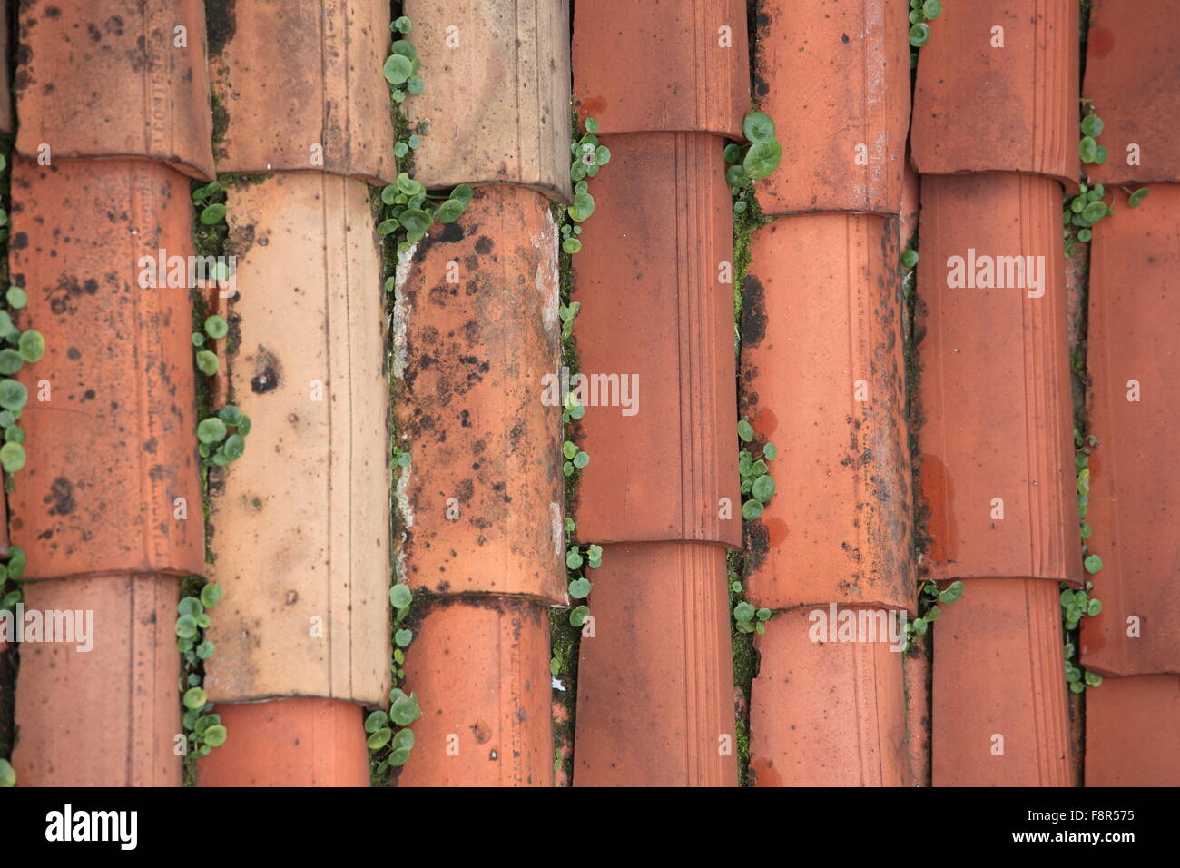 rooftiles pattern Venice Italy Stock Photo - Alamy