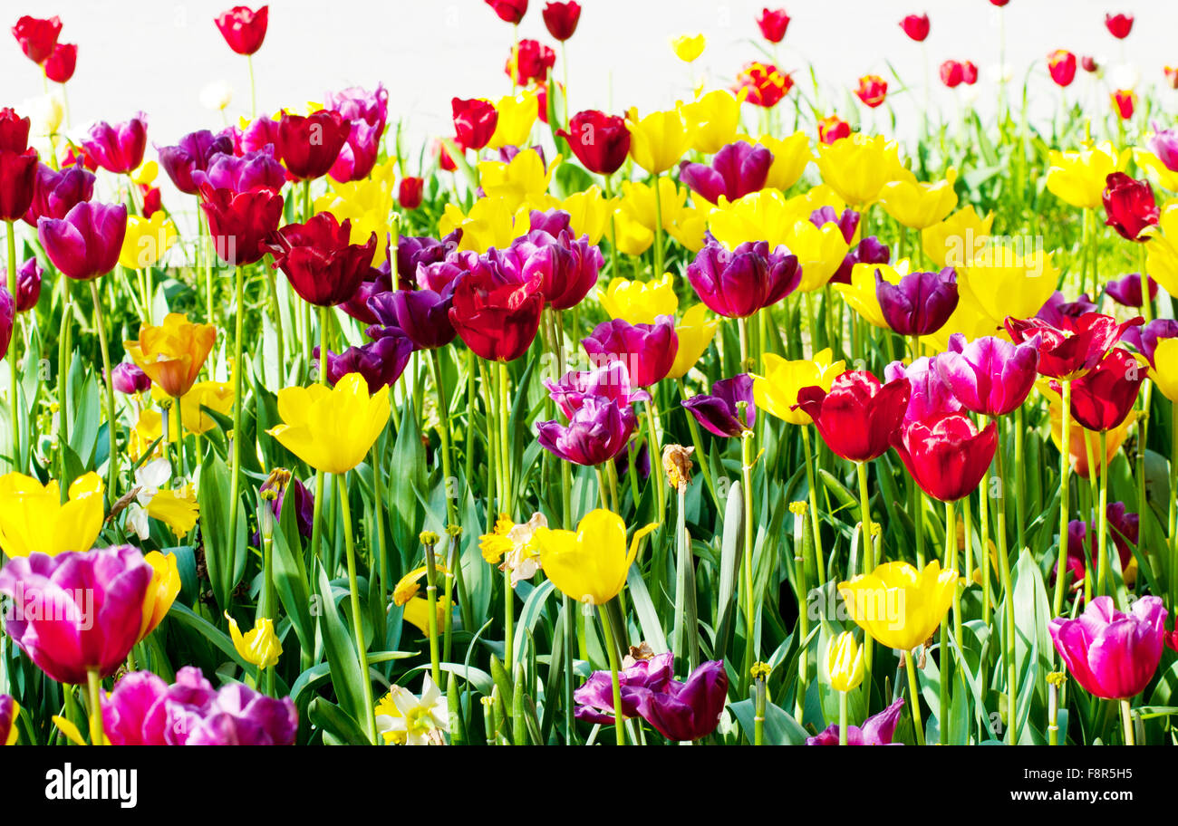 Many tulips in the park Stock Photo - Alamy