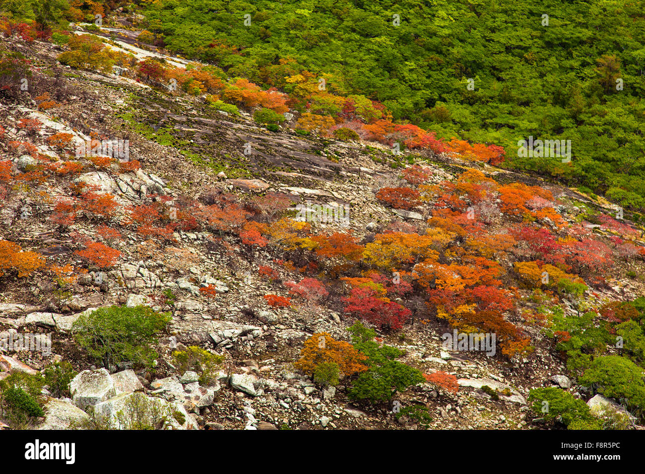 Trees changing color in autumn Stock Photo - Alamy