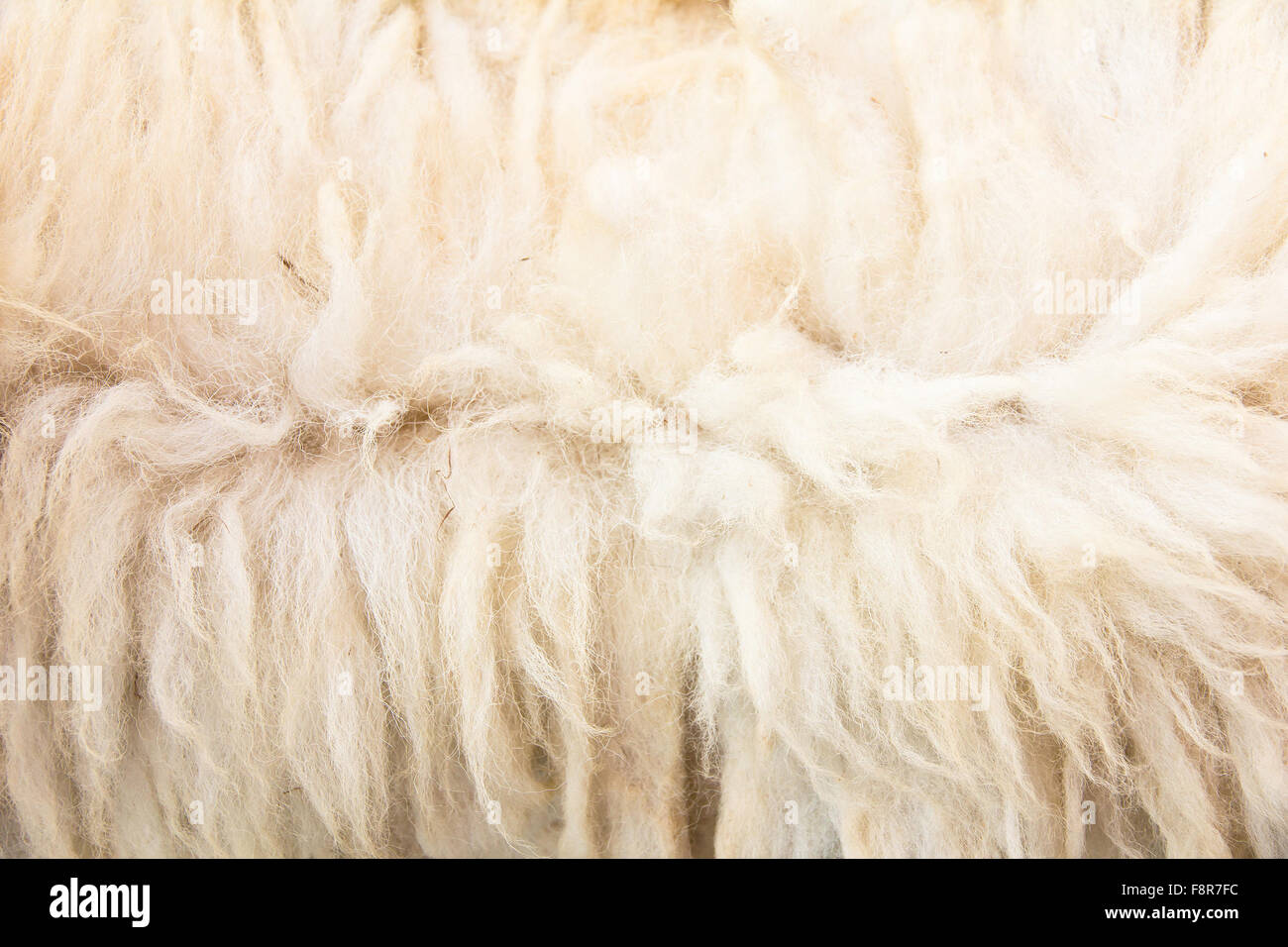 sheep wool background Stock Photo - Alamy