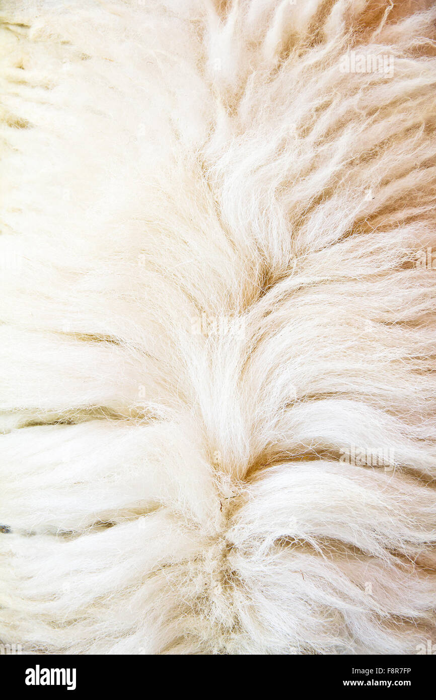 sheep wool background Stock Photo - Alamy