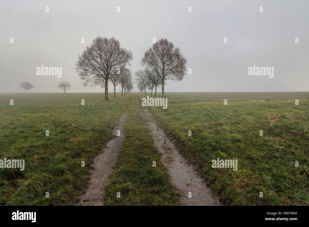 Path in the fog Stock Photo - Alamy