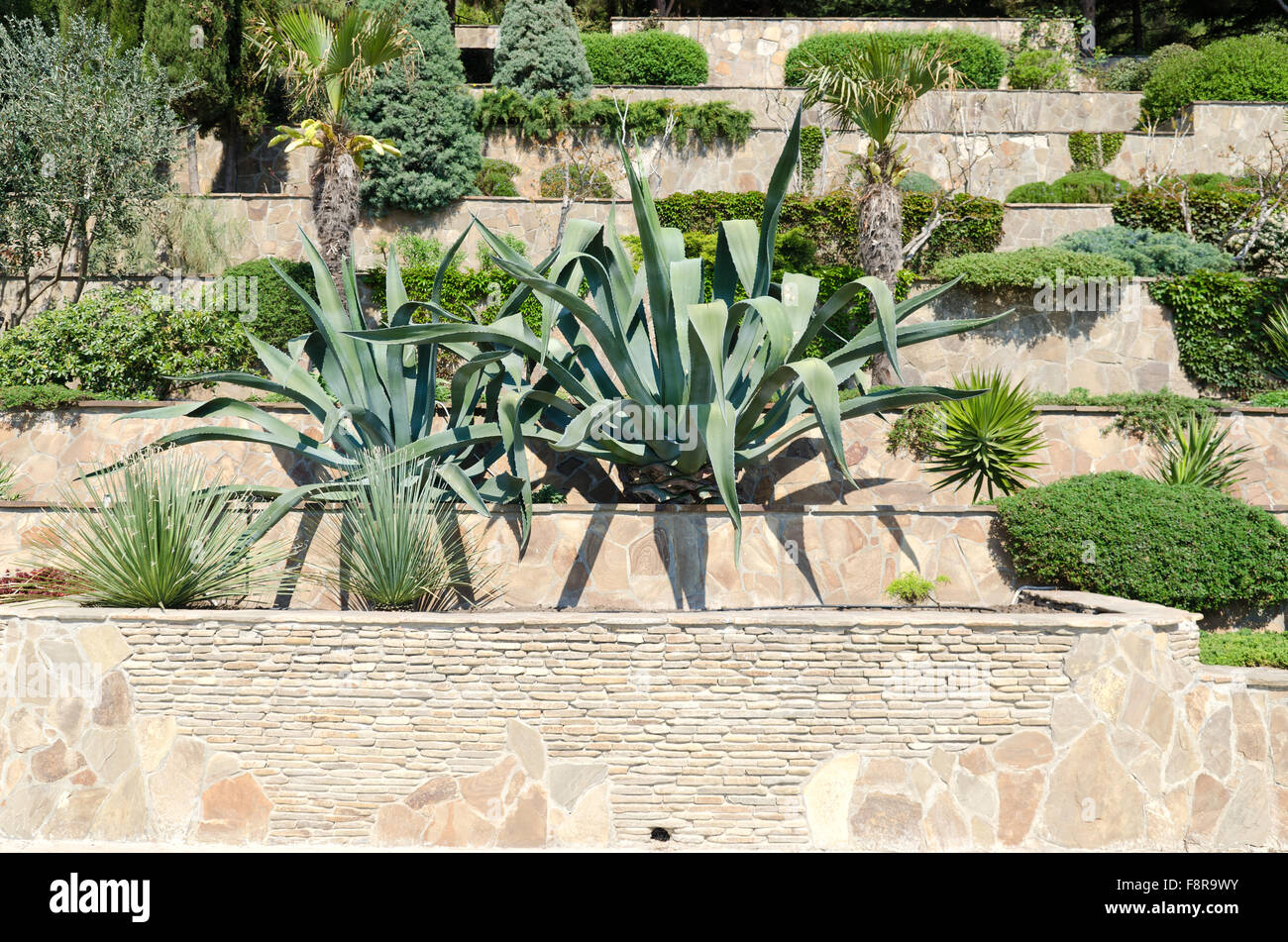 tropical garden with agave Stock Photo - Alamy