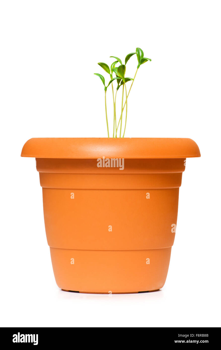 New saplings Cut Out Stock Images & Pictures - Alamy