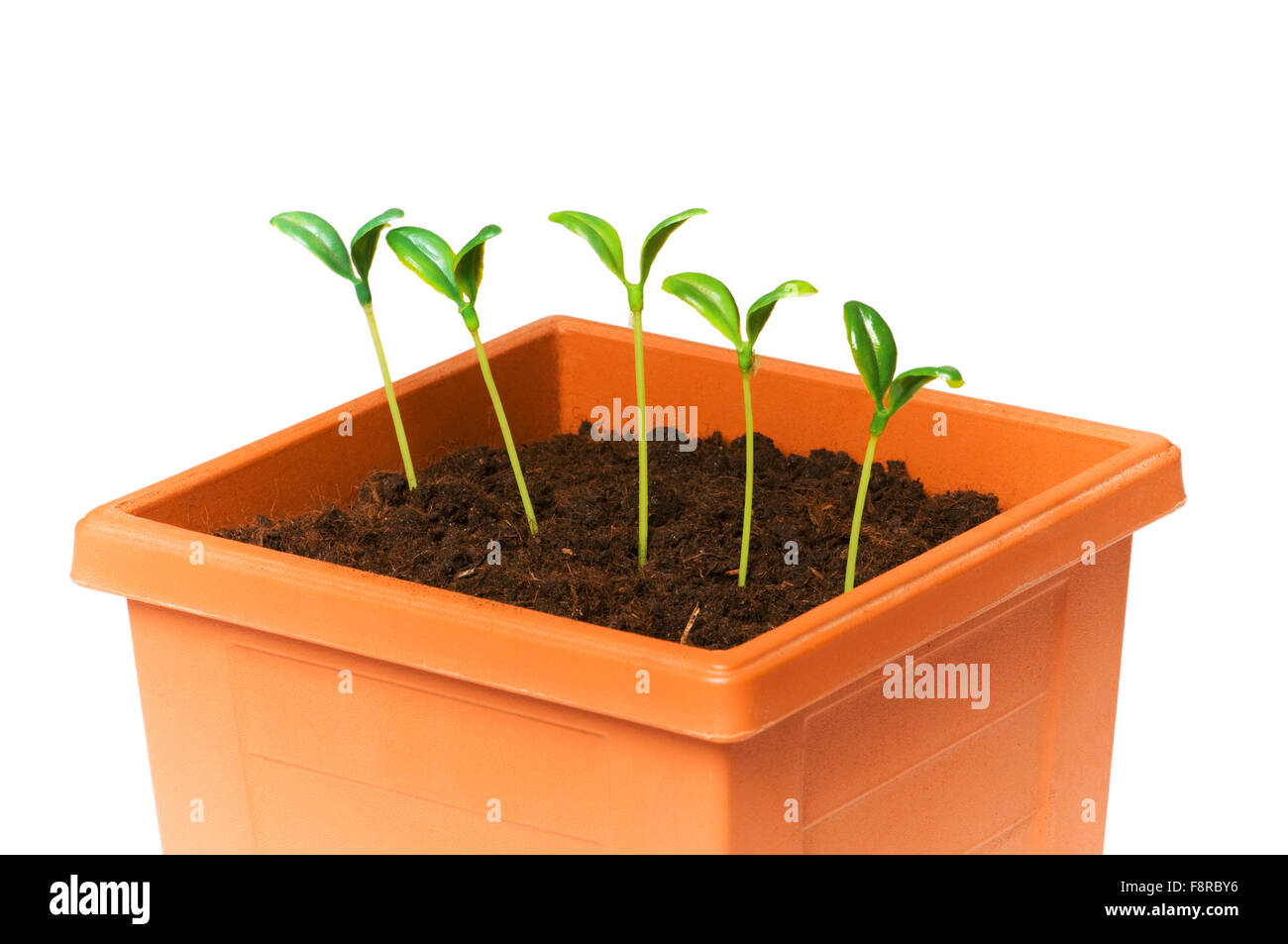 Green saplings growing in the clay pot Stock Photo - Alamy