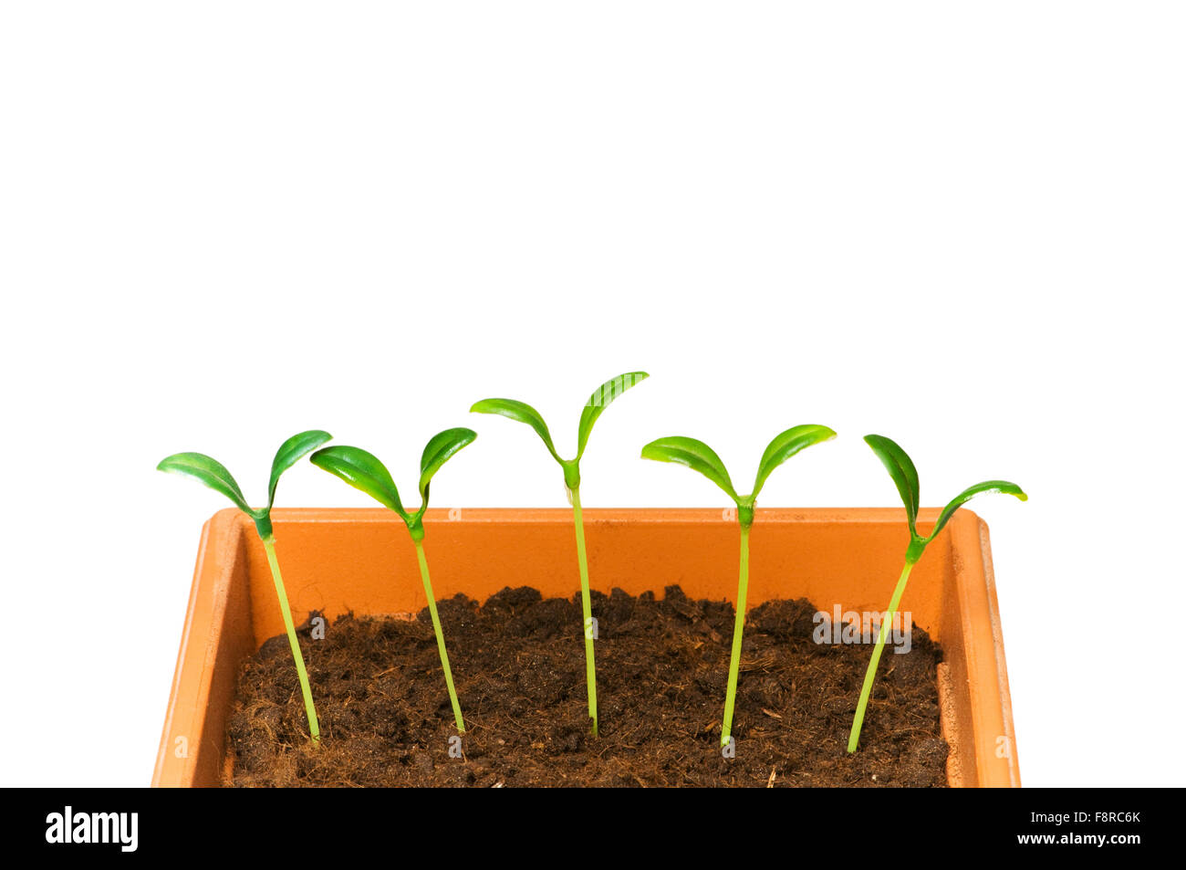 Green saplings growing in the clay pot Stock Photo - Alamy