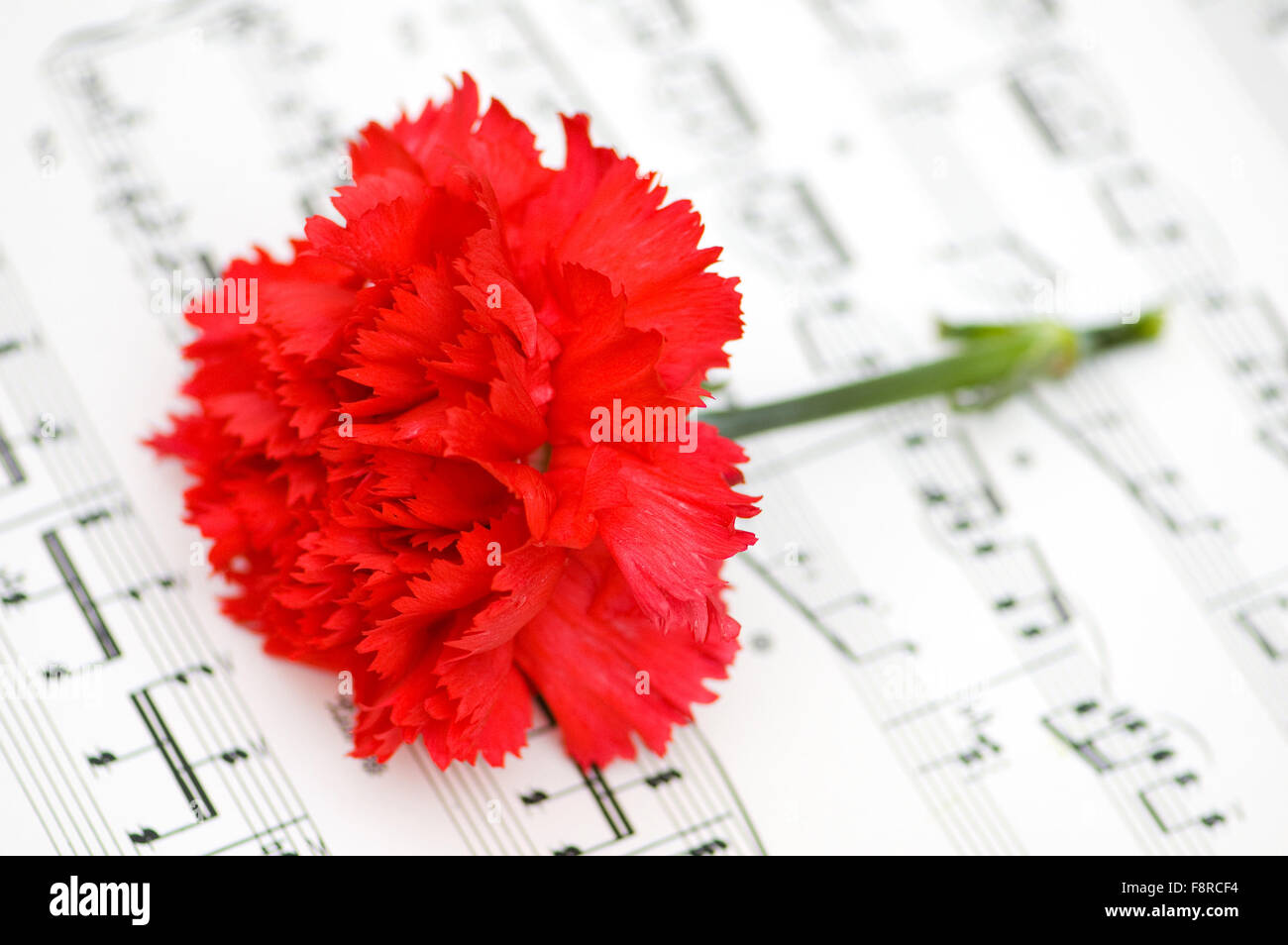 Red carnation flower on musical notes page Stock Photo - Alamy