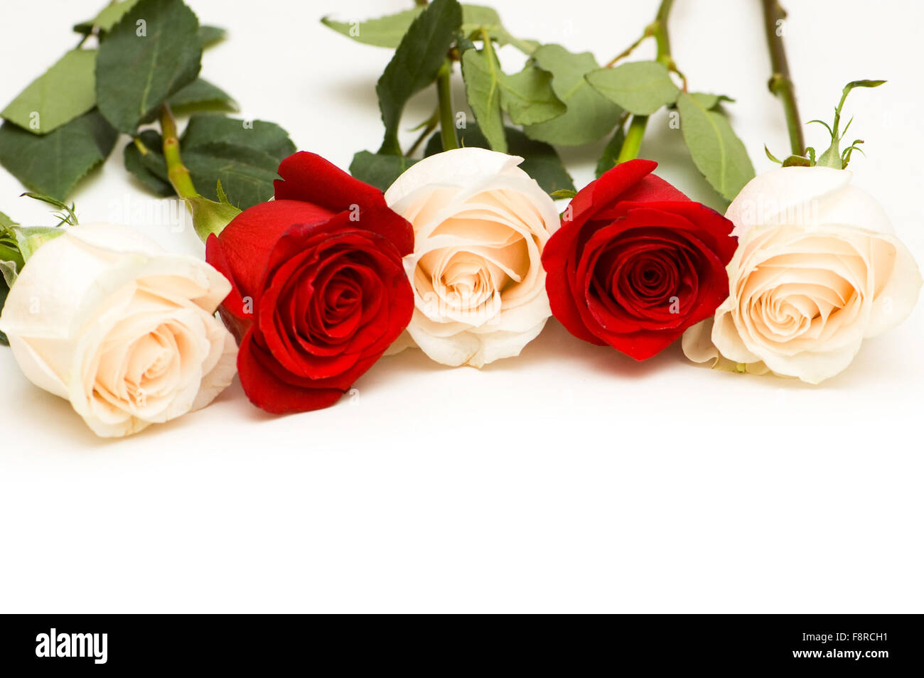 Many roses isolated on the white background Stock Photo - Alamy