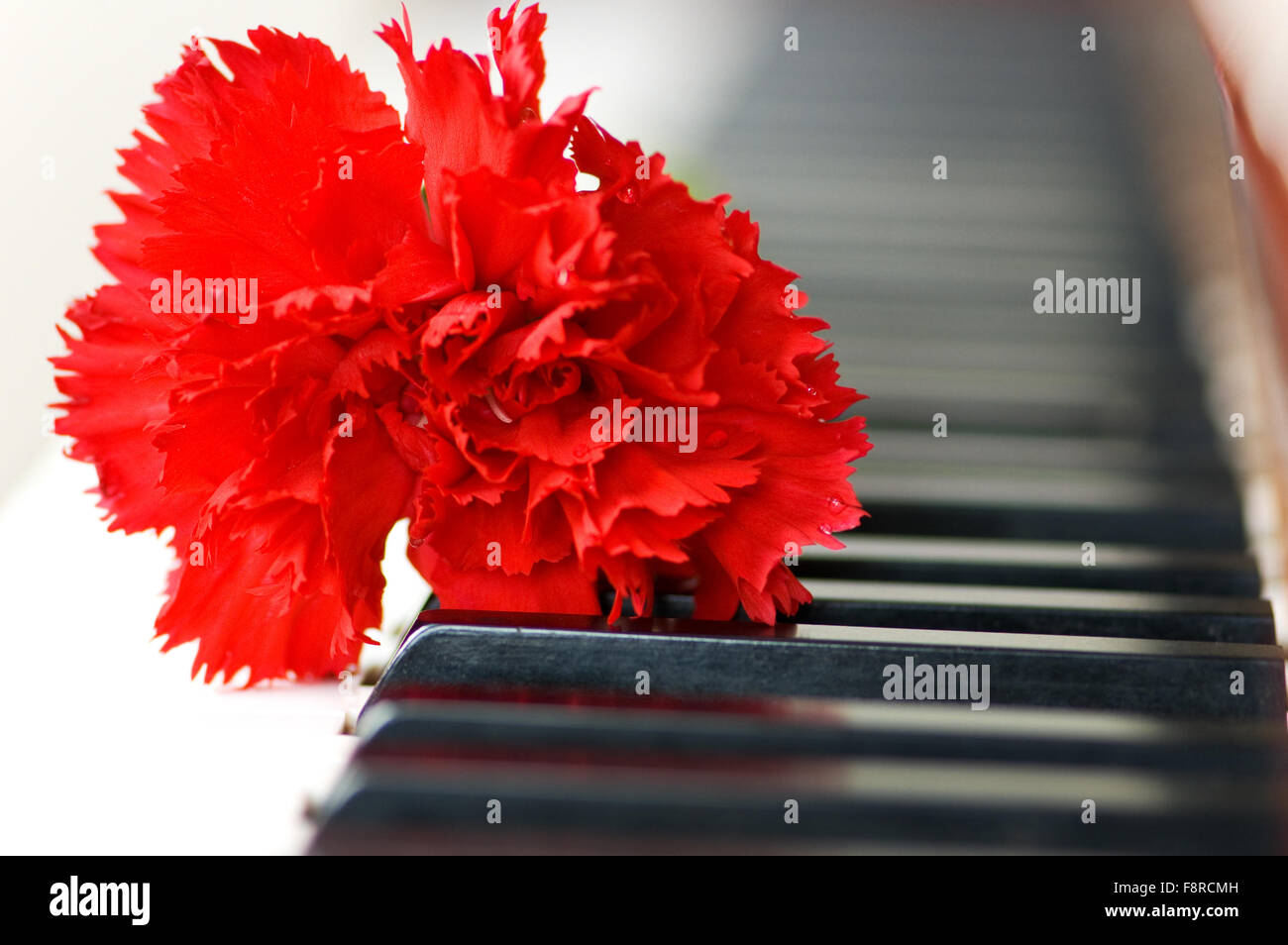 Red carnation on piano keys - shallow depth of field Stock Photo - Alamy