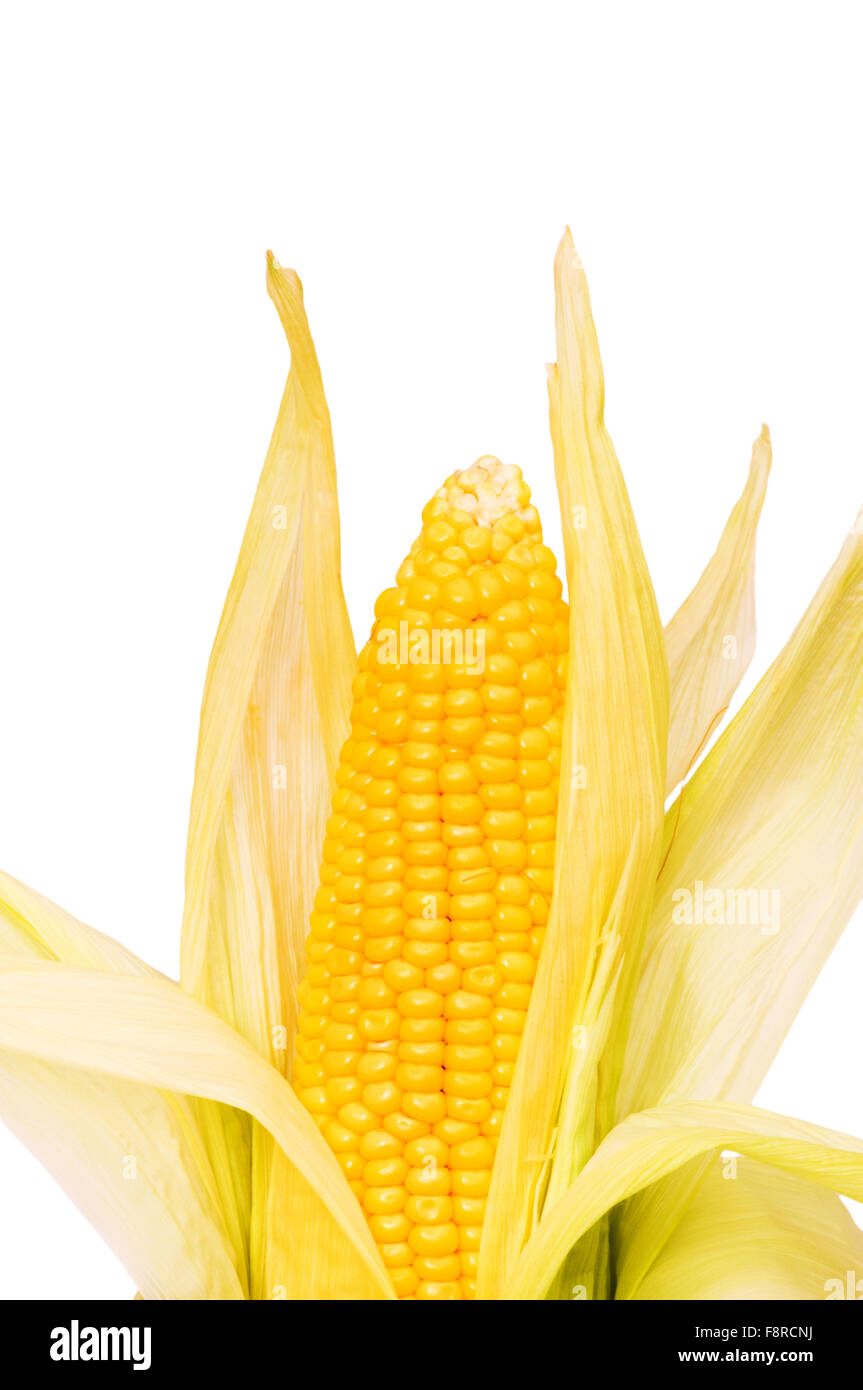 Corn cob isolated on the white background Stock Photo - Alamy