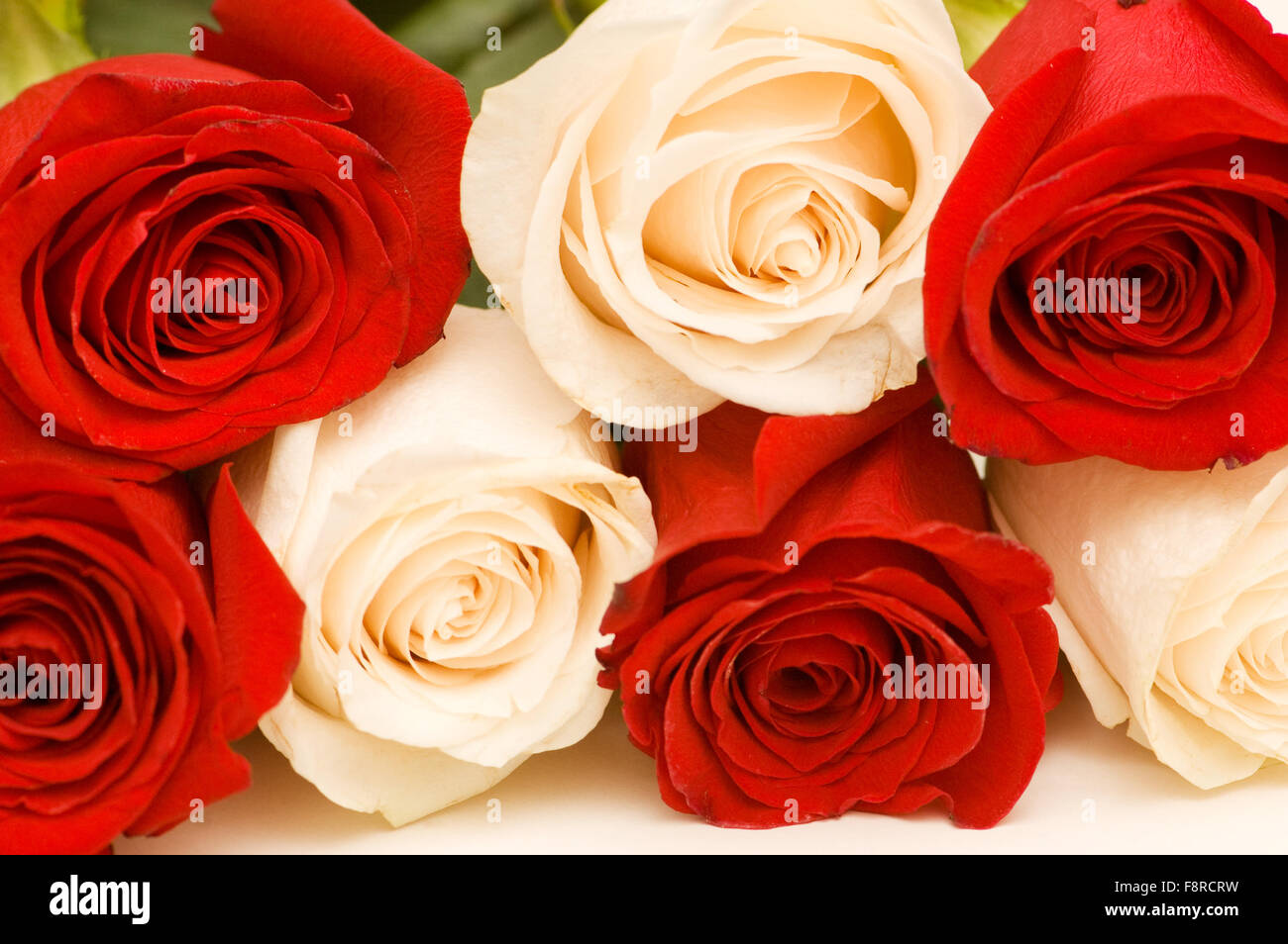 Red and white roses isolated on white Stock Photo - Alamy
