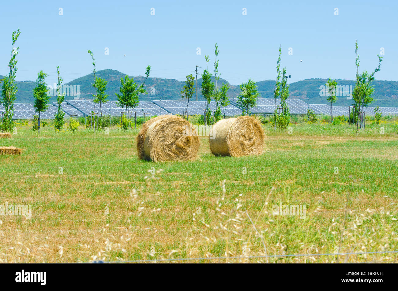 Field with rolls of hay on summer day Stock Photo - Alamy