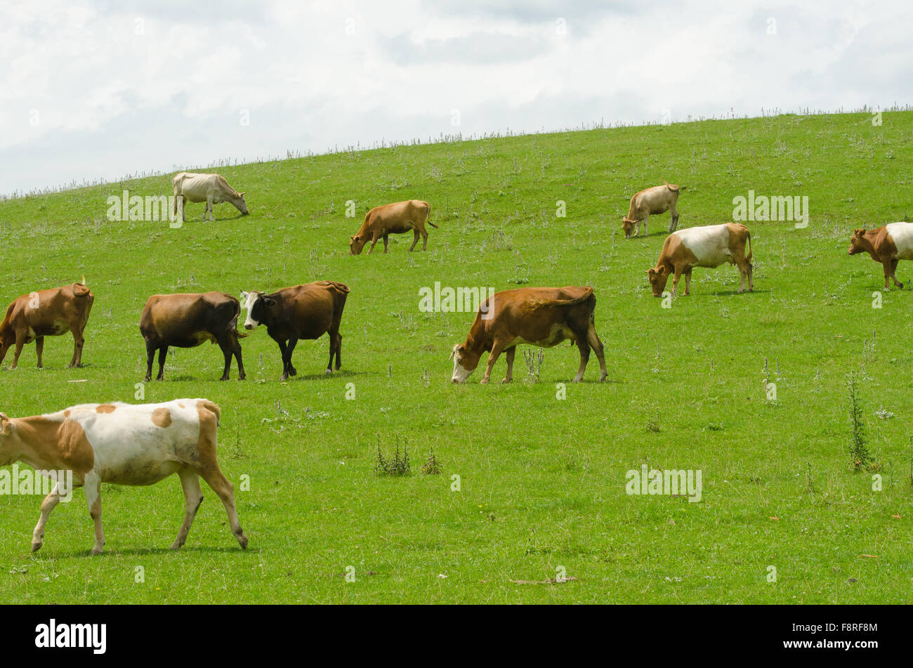 Cows grazing on the green field Stock Photo - Alamy
