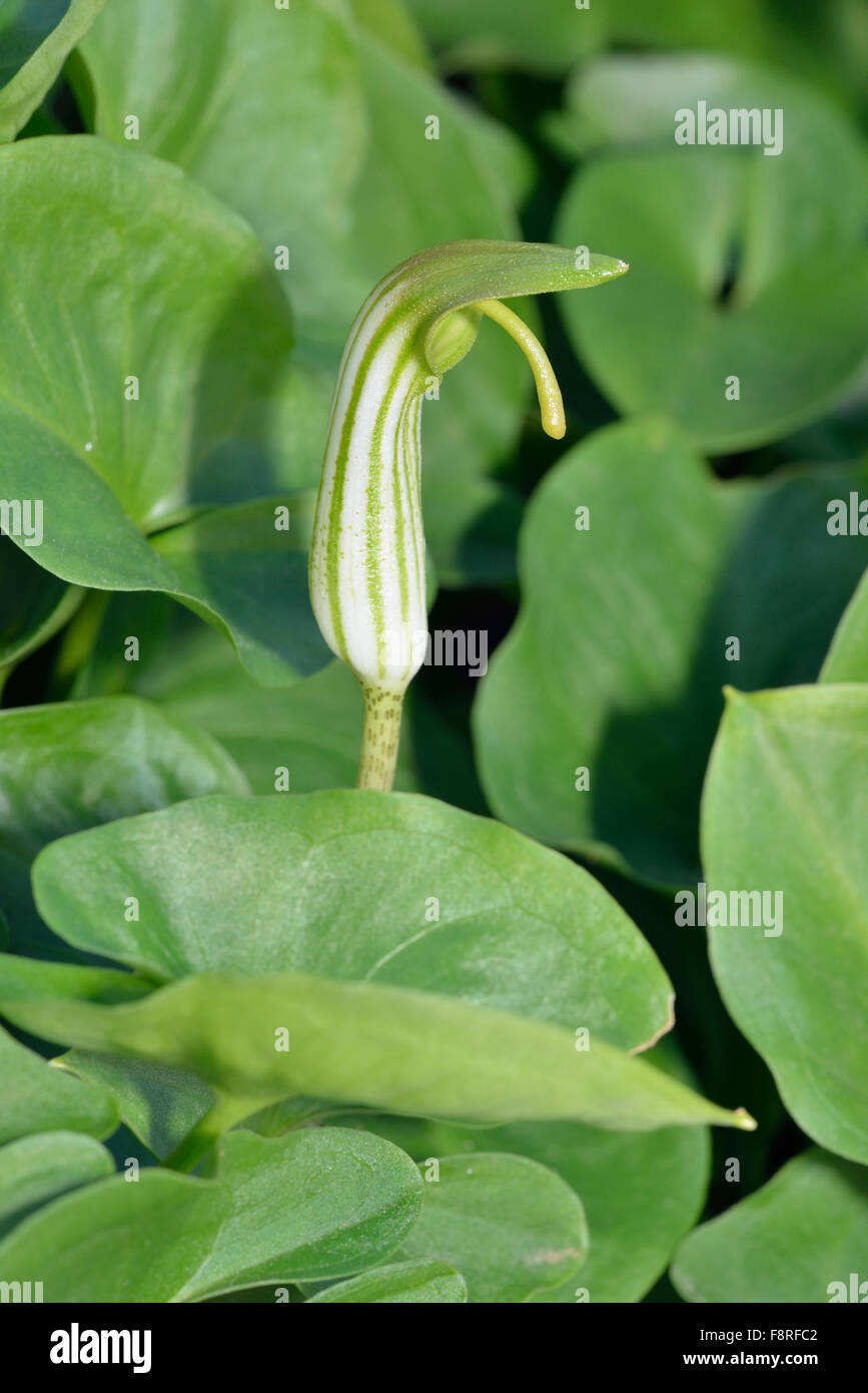 Friar’s Cowl - Arisarum vulgaris Arum flower on Cyprus Stock Photo - Alamy