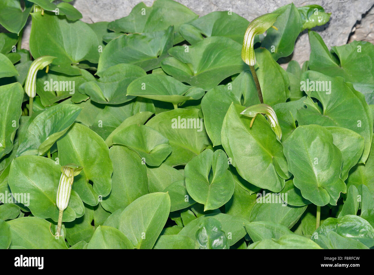 Friar’s Cowl - Arisarum vulgaris Arum flower on Cyprus Stock Photo - Alamy