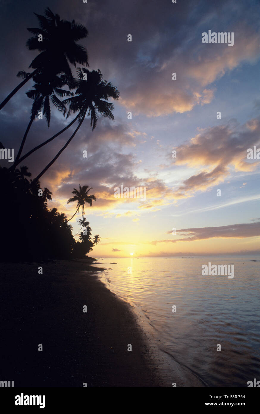 Fiji Islands, Taveuni Island, Waiyevo Sunset, palm tree silhouettes ...