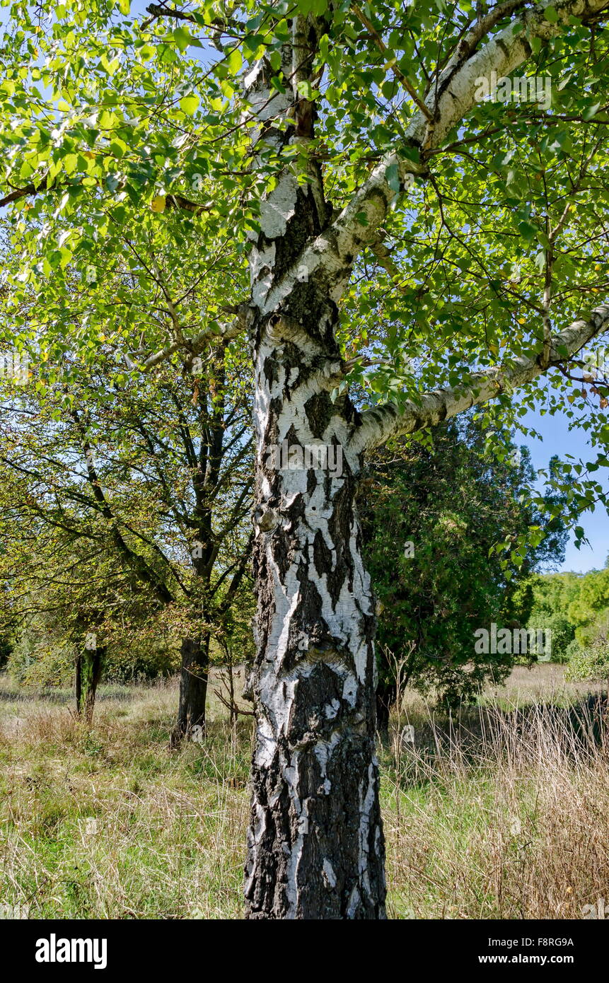 Birch trees bark hi-res stock photography and images - Alamy
