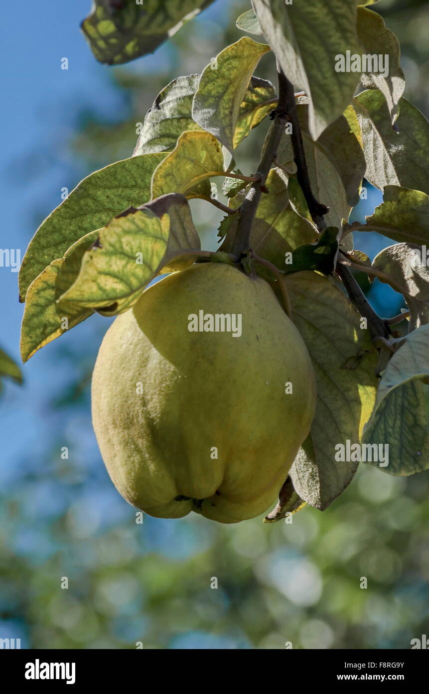 Quince fruit tree hi-res stock photography and images - Alamy