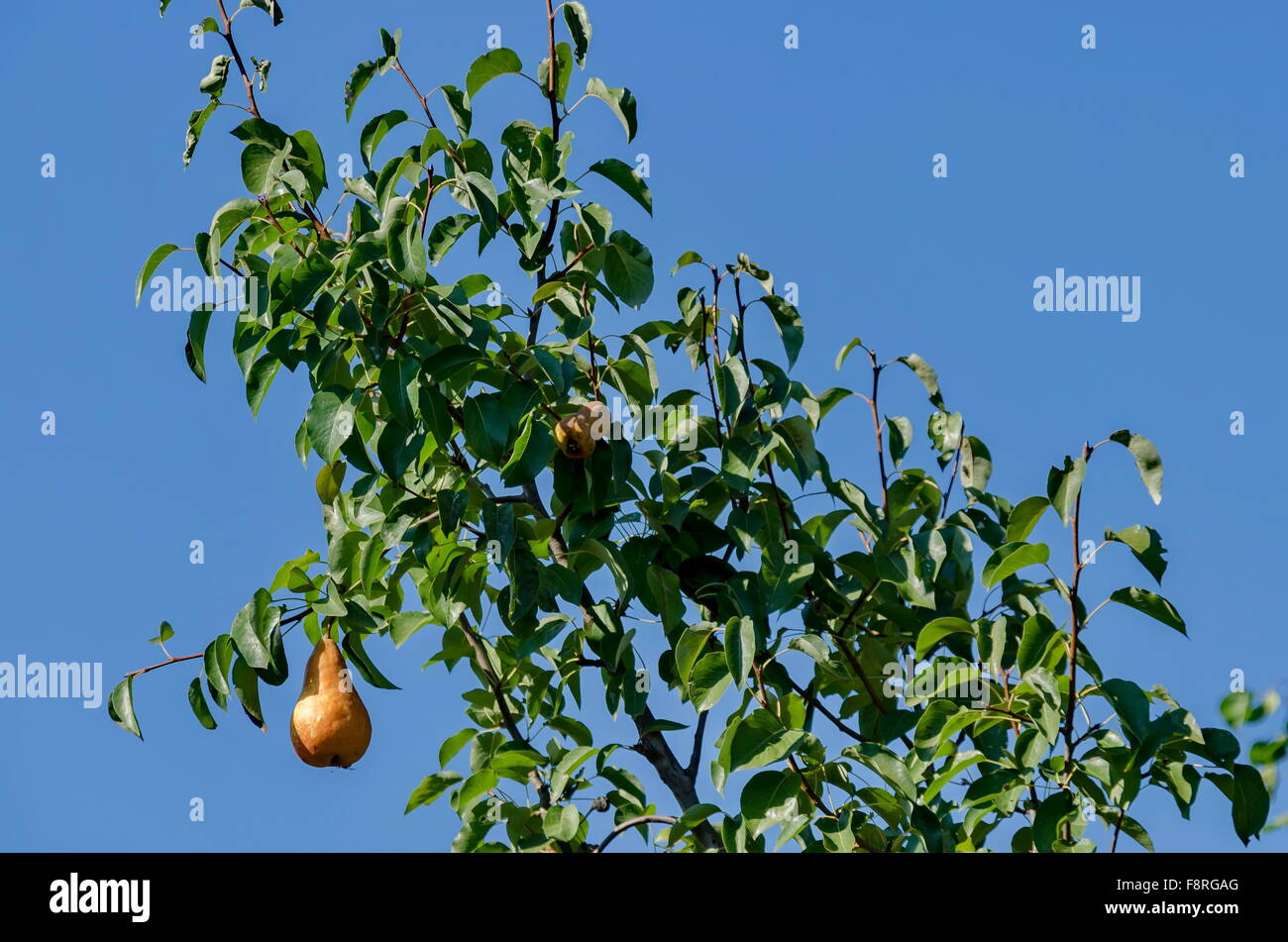 Pear tree in autumn hi-res stock photography and images - Alamy