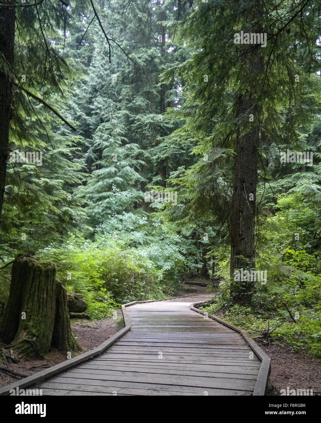 Wooden walkway in forest hi-res stock photography and images - Alamy